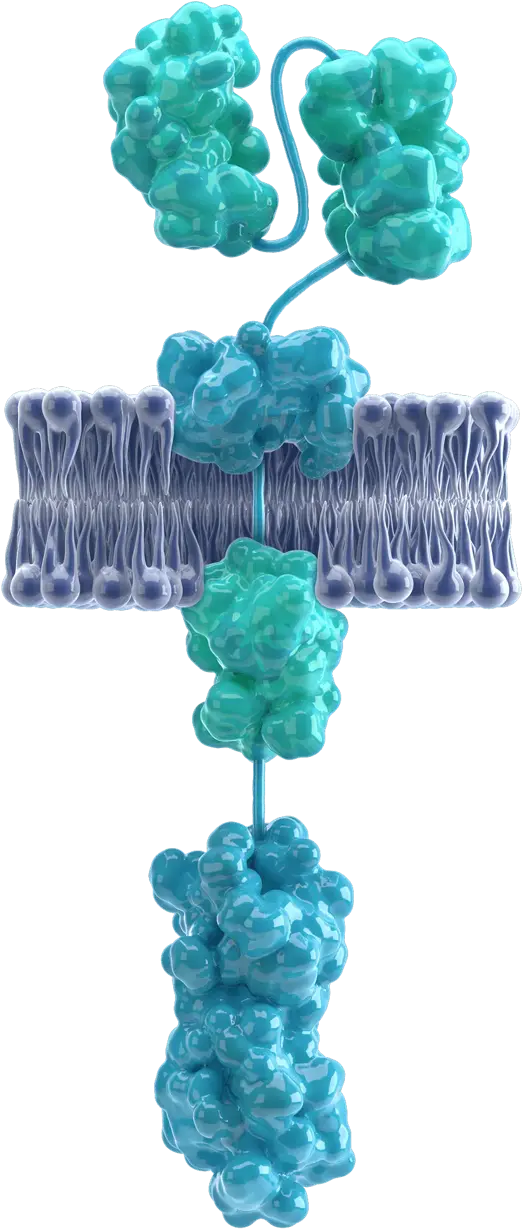 Our CAR T Focus | Autolus