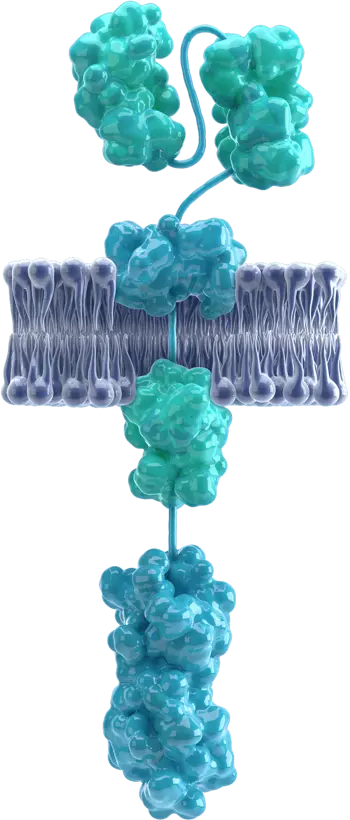 Our CAR T Focus | Autolus